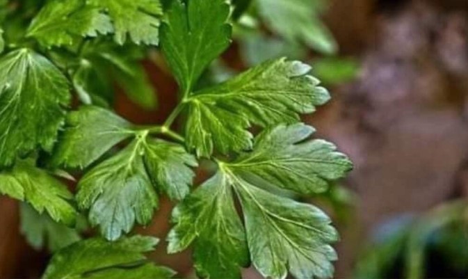 BENEFICIOS DEL JUGO DE PEREJIL Y CÓMO PREPARARLO. - Naturista