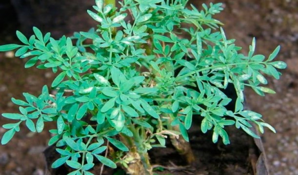 Beneficios de la Ruda: Receta y Formas de Consumo - Naturista