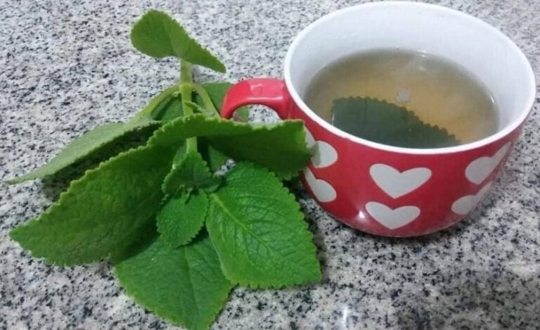 Orégano orejón - Naturista